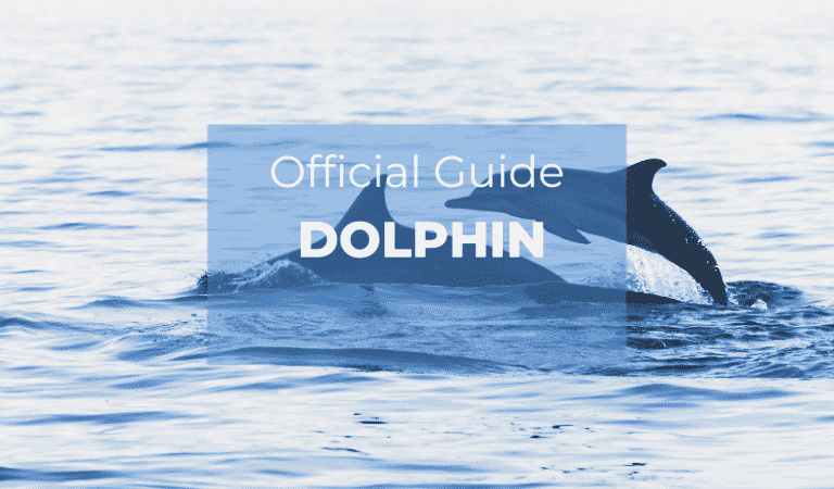 Dolphins | Coastal Discovery Museum