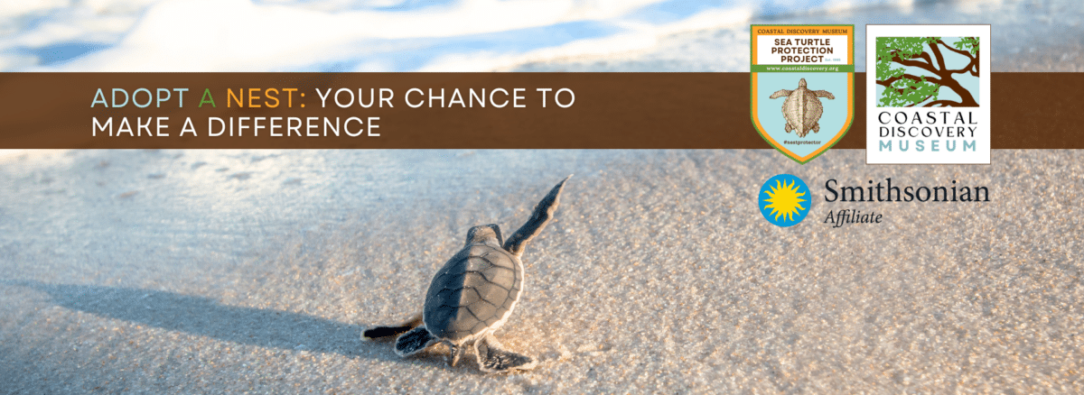 Adopt a turtle nest | Coastal Discovery Museum