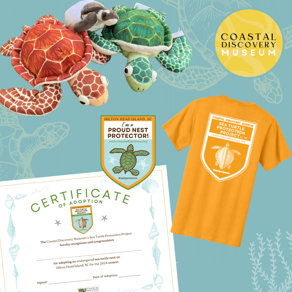 Adopt a Turtle Nest | Coastal Discovery Museum